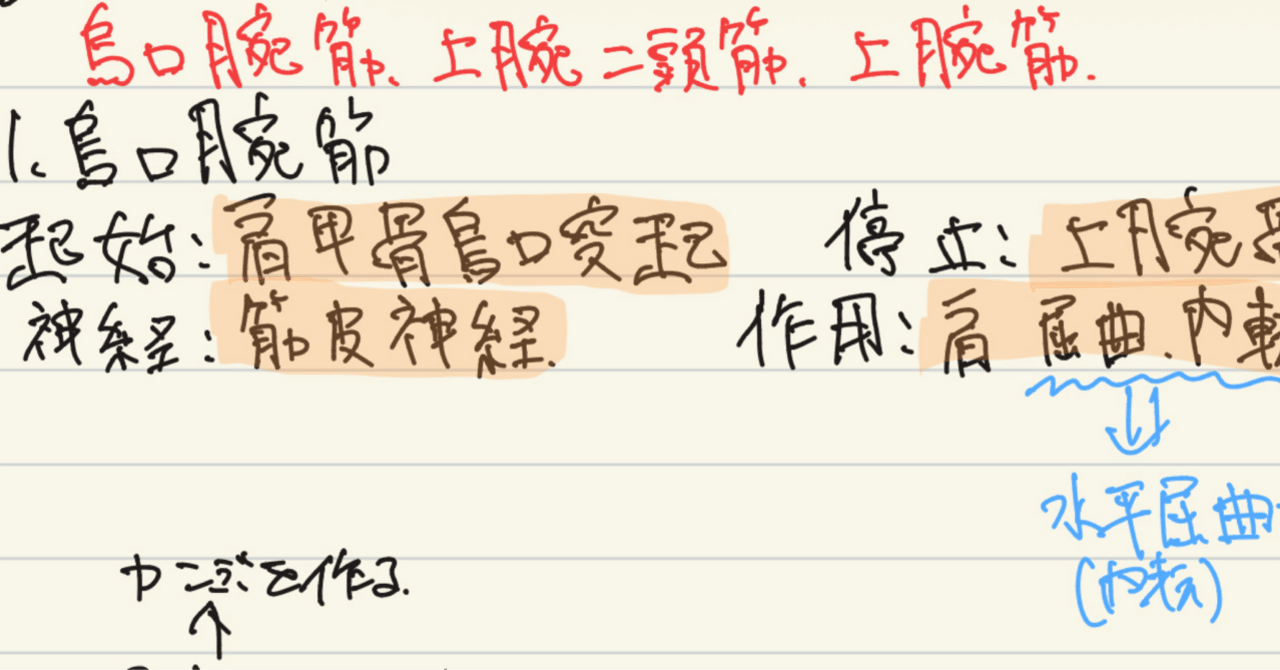 【柔整学生】烏口腕筋が地味だけど大事だと分かった話｜柔整1年｜わからなかった所ノート