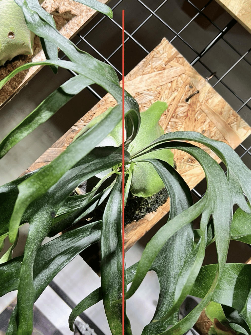 ビカクシダ 成長点｜FAR EAST GREEN ROOTS[FEGR]