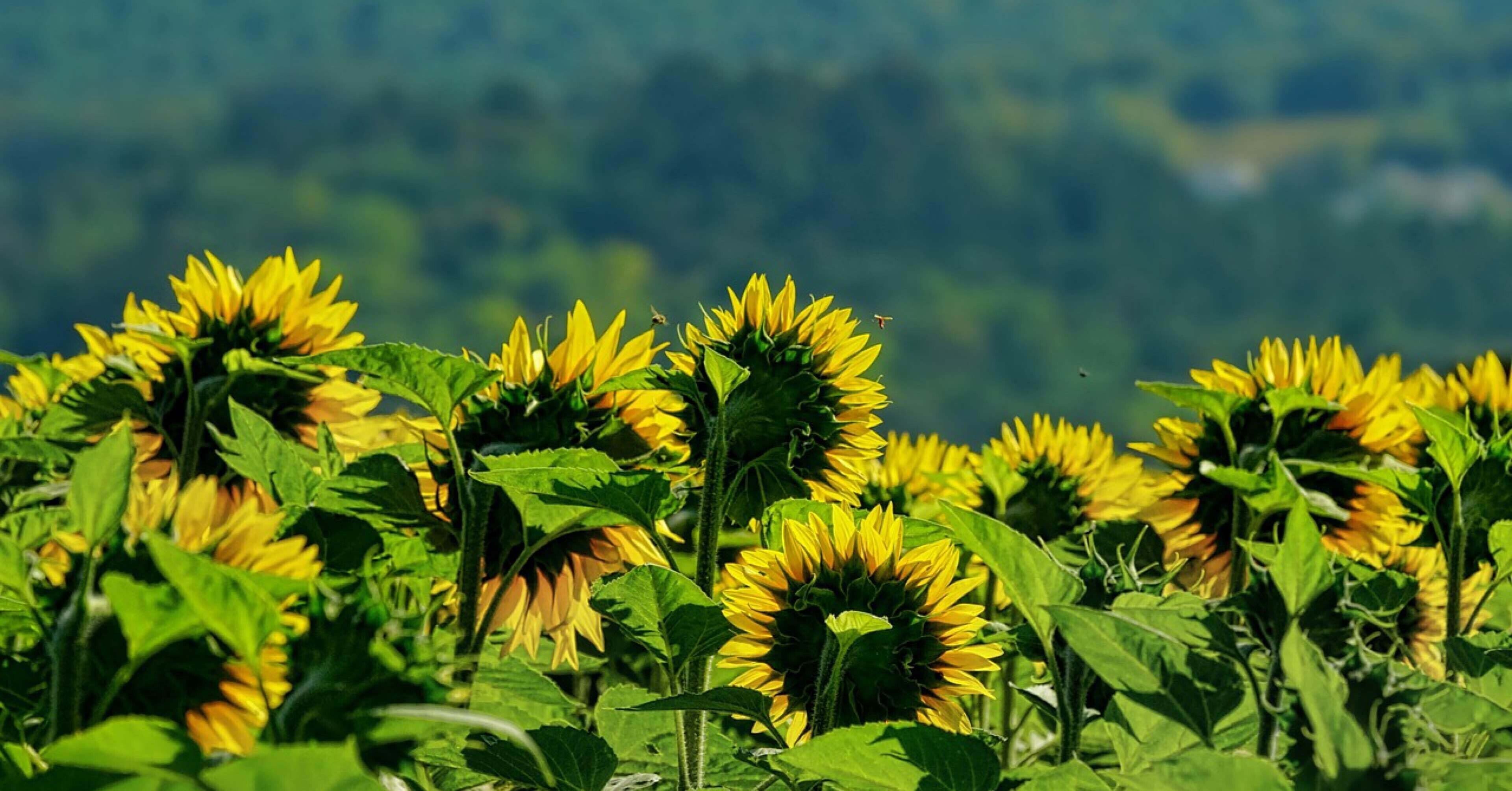 なつやすみのひと｜note