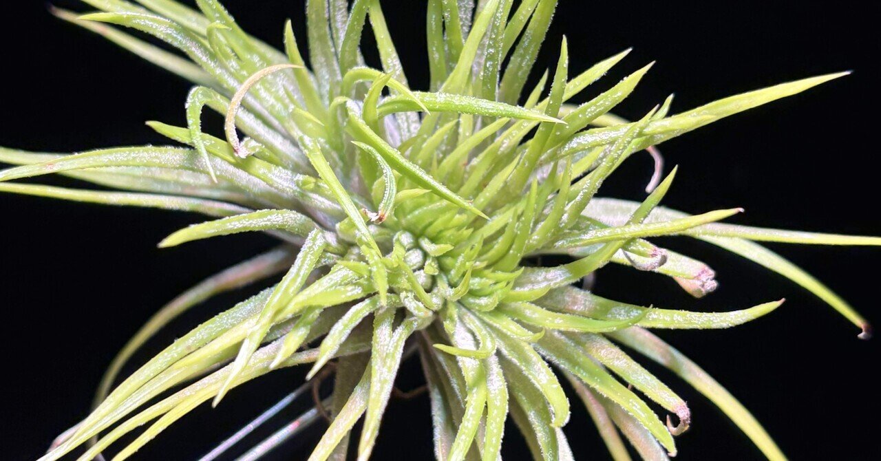 ionantha'Green Ball'｜sioncolorwheel