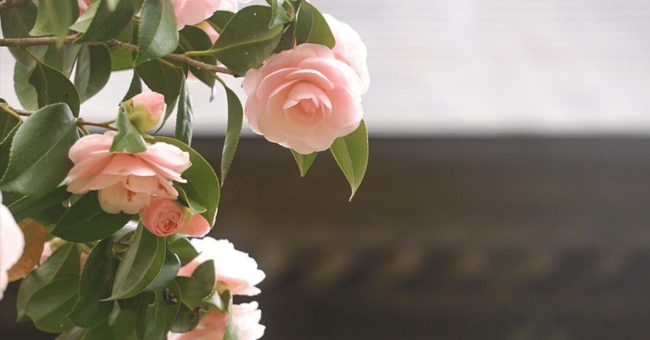 遠い穴と近い花｜noriko