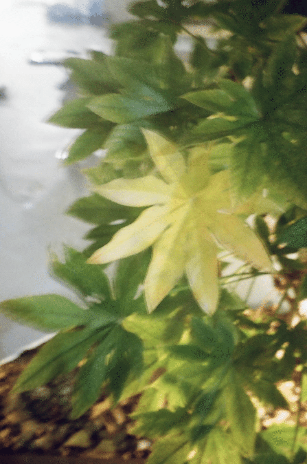 CONTAX Tvs #153｜motokicks