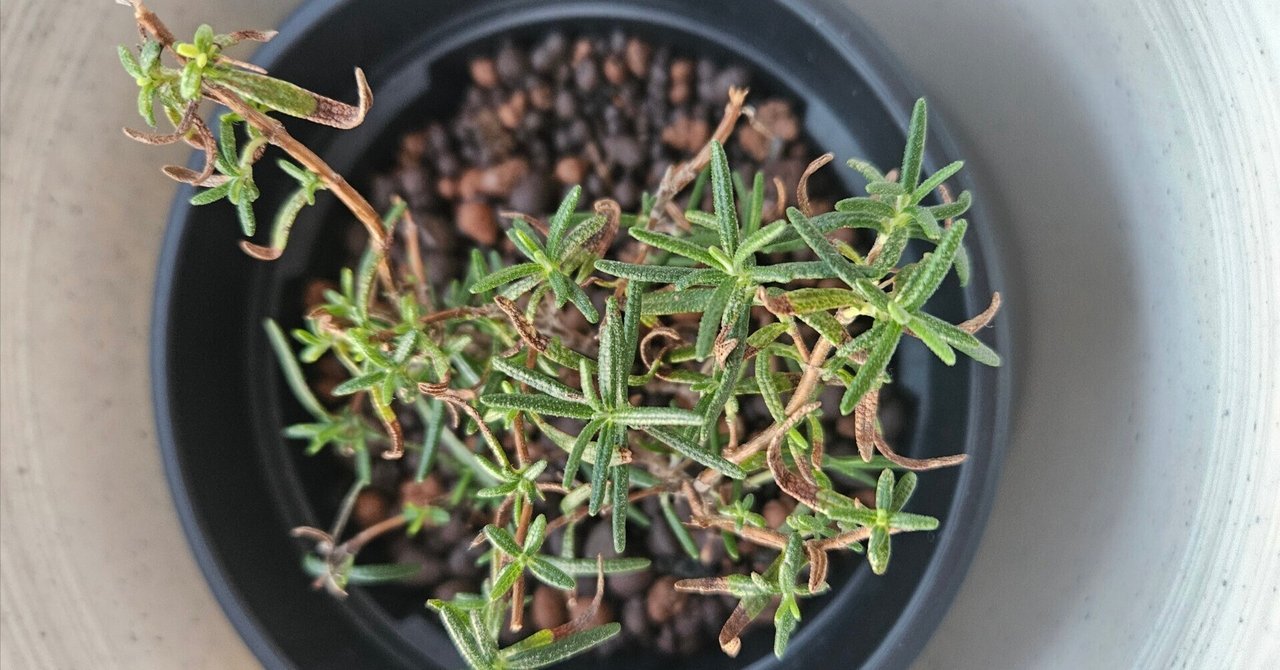 【ハイドルカルチャー】ローズマリー③｜papo_jp