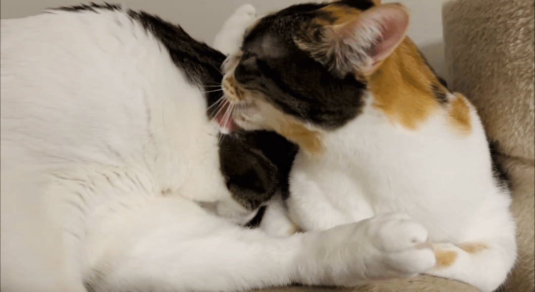 今日の1分喜びseed 猫｜選べないことも多いけど、考え方は選べる｜2026/1/12｜翠ナナカ（みどりななか）｜喜びの種研究家／和らぐ心クリエイター