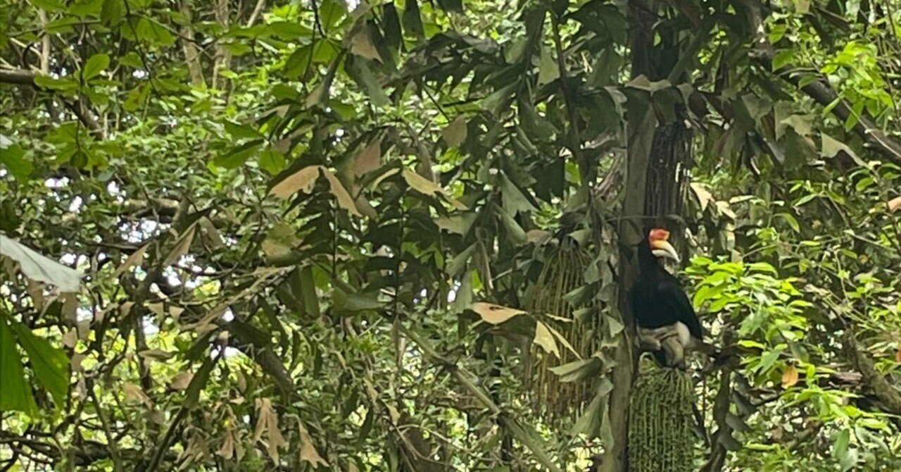 🇸🇬スンゲイ･ブロウ湿地保護区でサイチョウに遭遇！｜Dooo