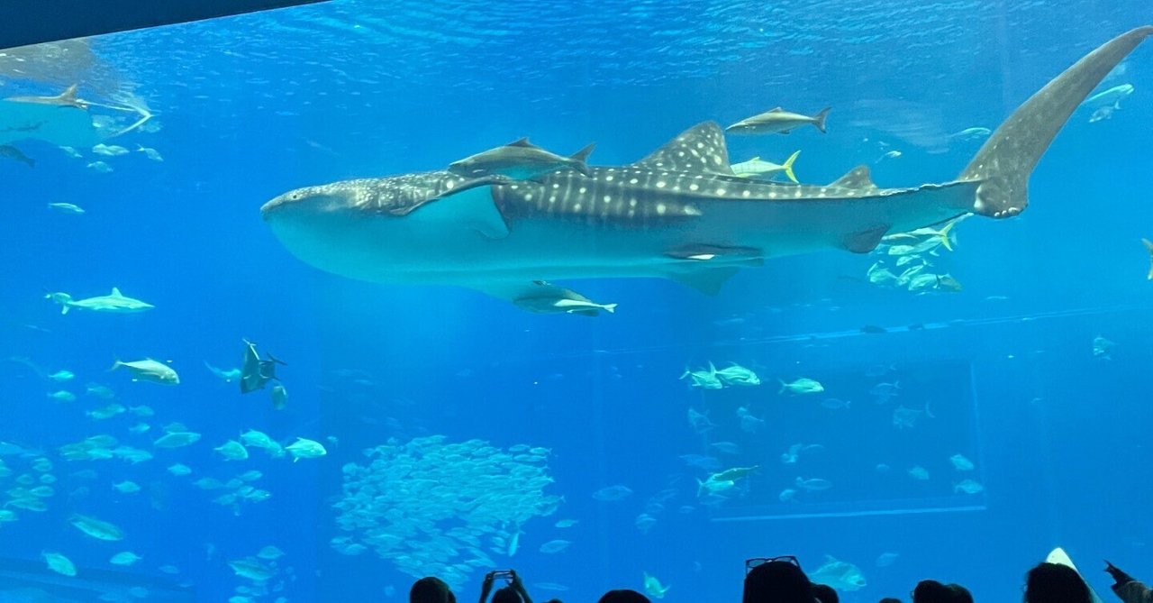 2025-26 年末年始 沖縄 【全体】｜tomomo