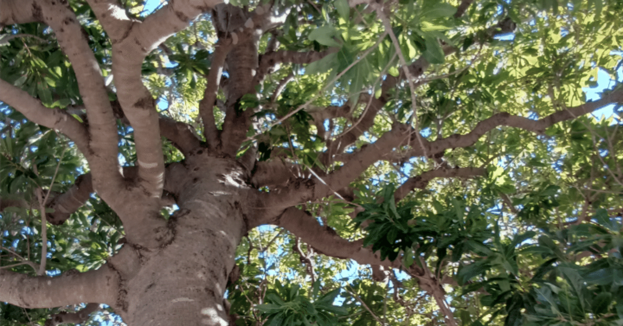 勉強不足ゆえに「でも楽しめる」｜danshuri_1234567