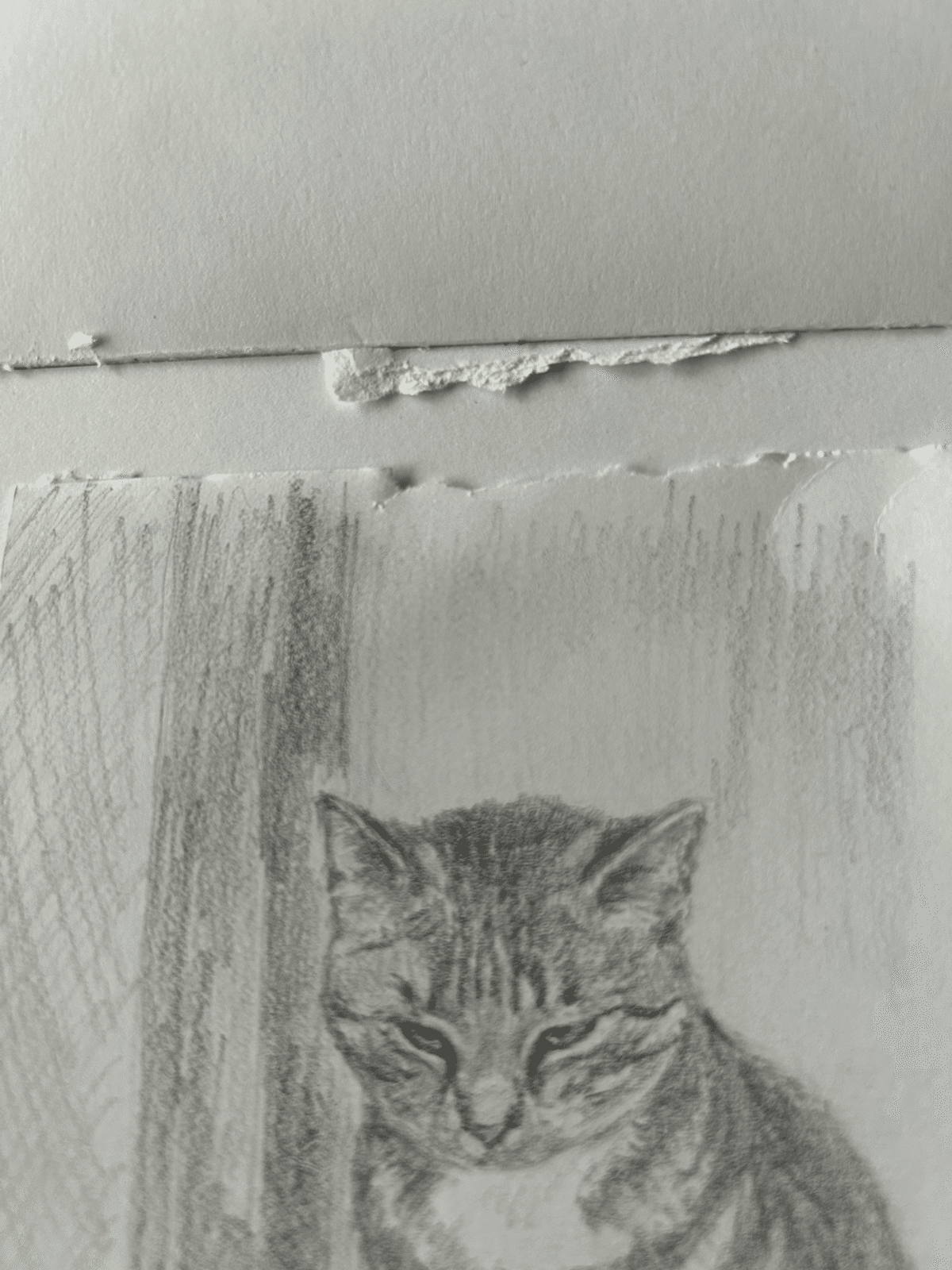 目つきの悪い猫が好き ポストカード画用紙の弱点｜オランダで絵を描く人