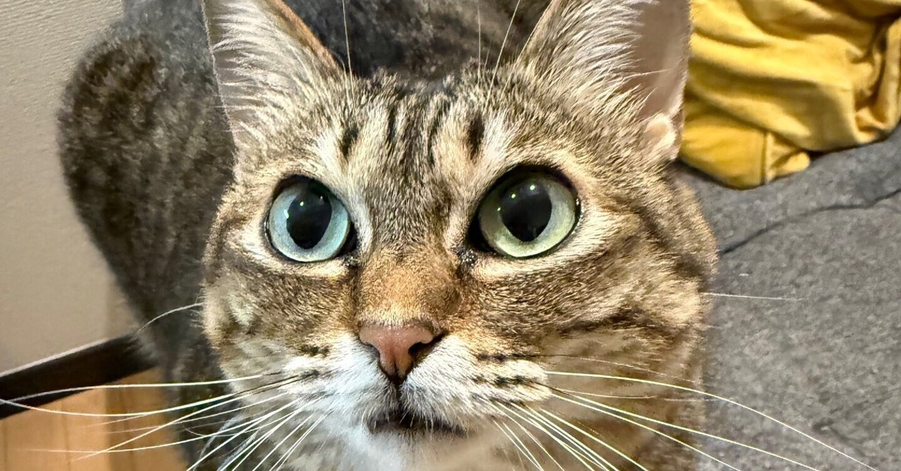 [ADHD] ︎立ち止まった時に、ここに戻る｜ゆらぎ1/f