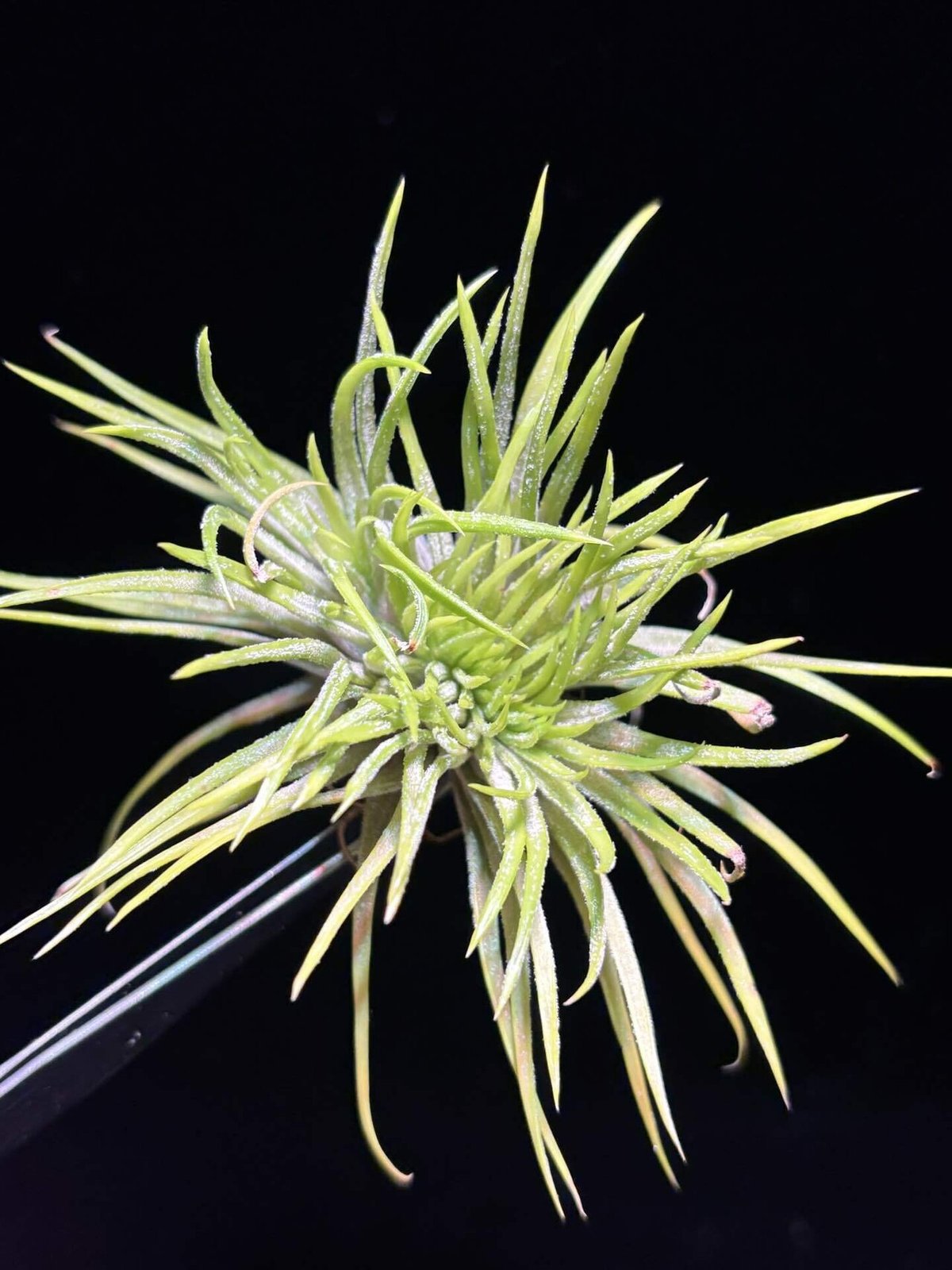 ionantha'Green Ball'｜sioncolorwheel