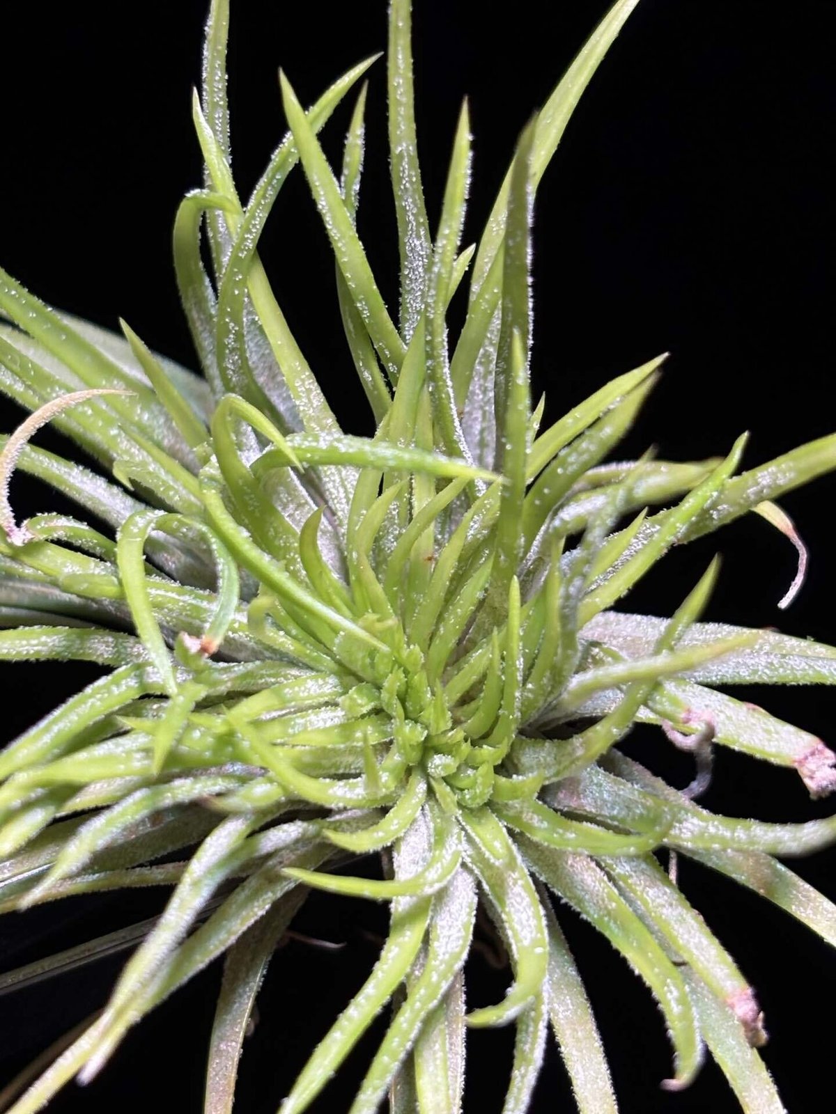 ionantha'Green Ball'｜sioncolorwheel