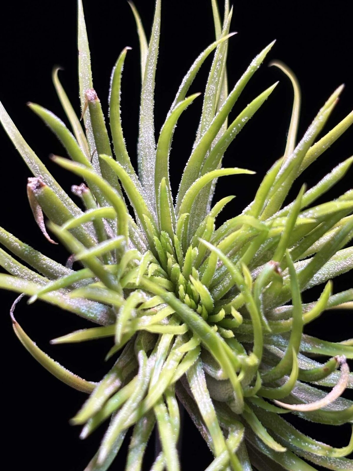 ionantha'Green Ball'｜sioncolorwheel