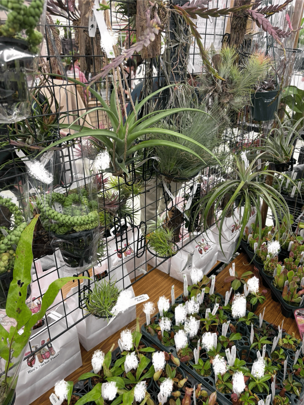 ionantha'Green Ball'｜sioncolorwheel