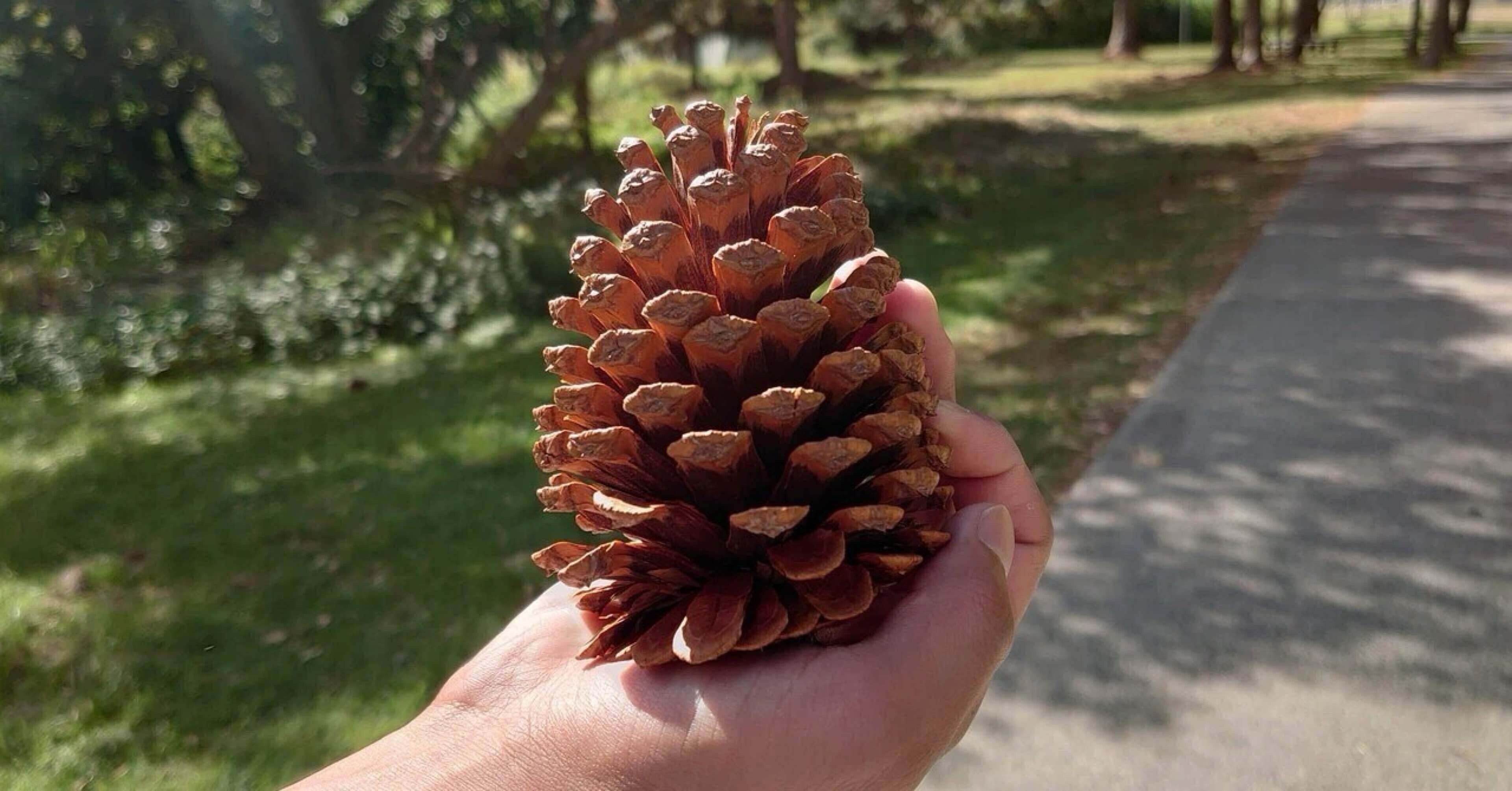 ワーキングホリデー🇦🇺｜Ayami.h｜note