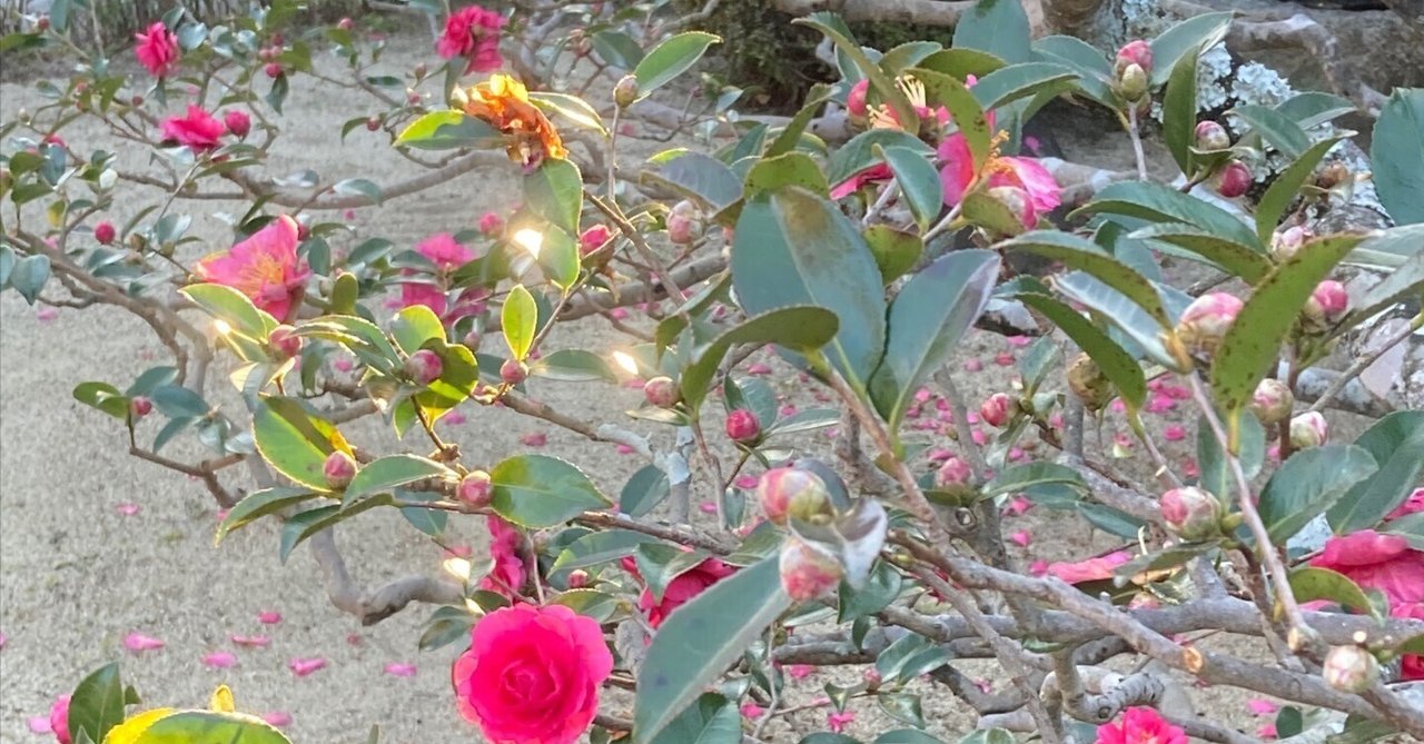 さざんかの蕾、開花、散り花三態、 南河内郡太子町 西方院前庭｜Yukihiko Yamada