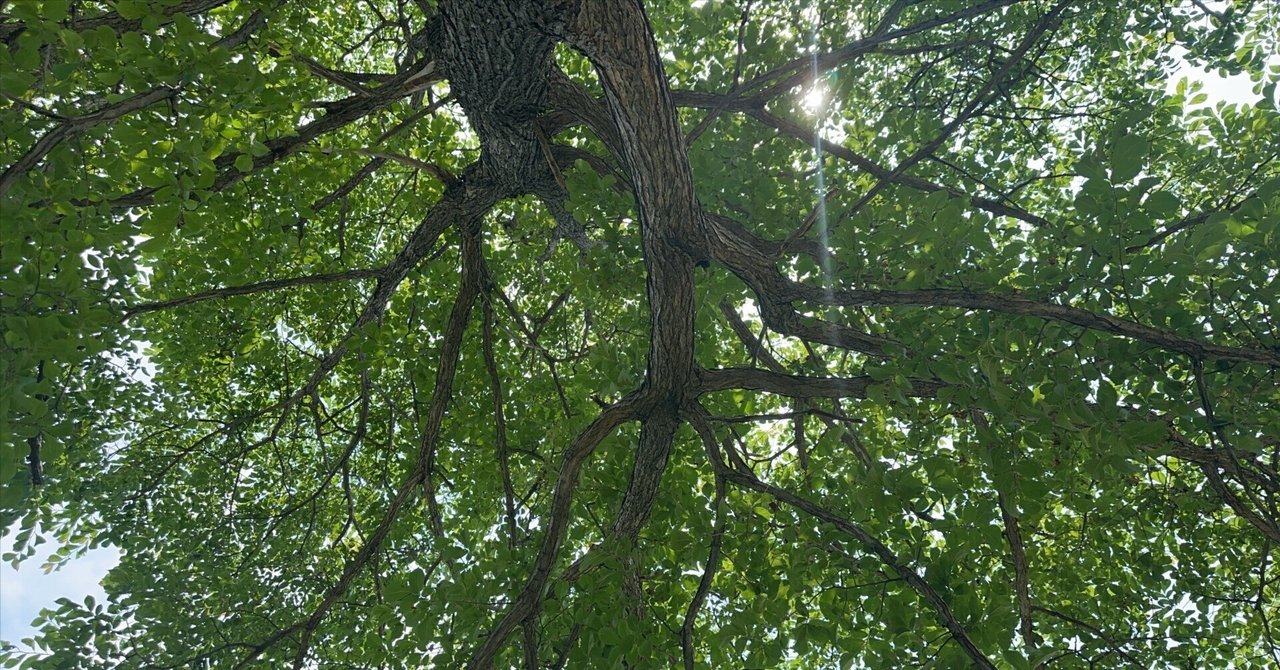 ファスティング中のドカ食い後の体調不良について｜koki ueno