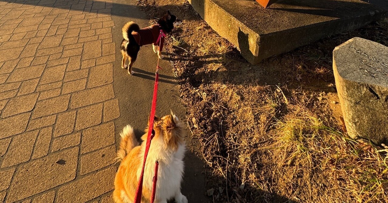 毎日2〜3時間散歩しても、うまくいかなかった話｜atsu｜犬との試行錯誤ノート