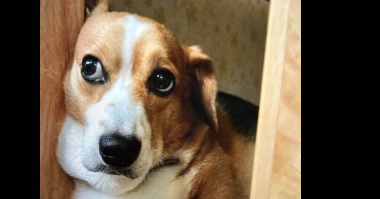 ありがとう｜banちゃん