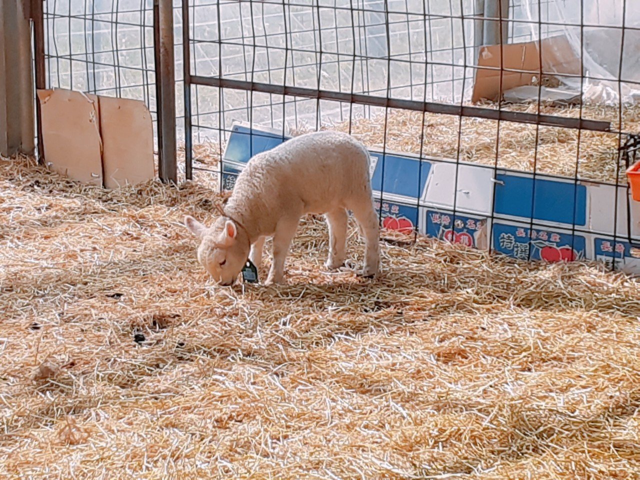 はるうらら｜kanon