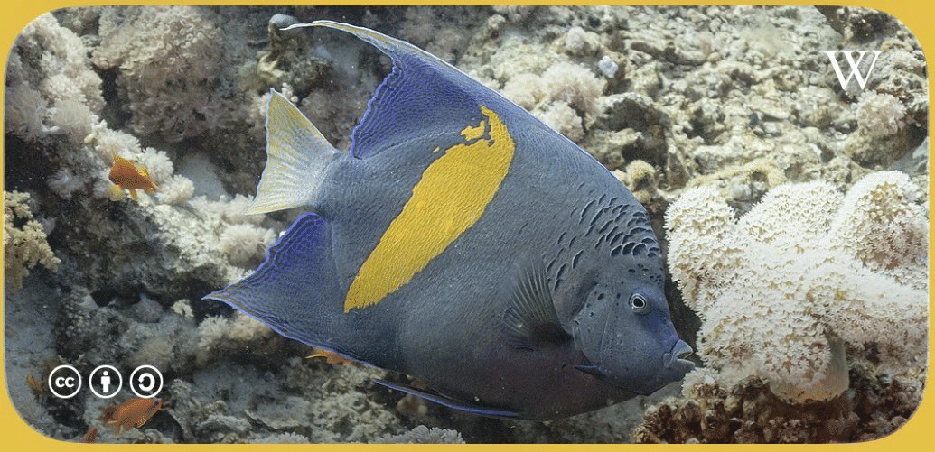 R8 Lesser Cold (1/5) Pheasants begin to crow (15-19) Thu 1/15｜Eureka139 ...