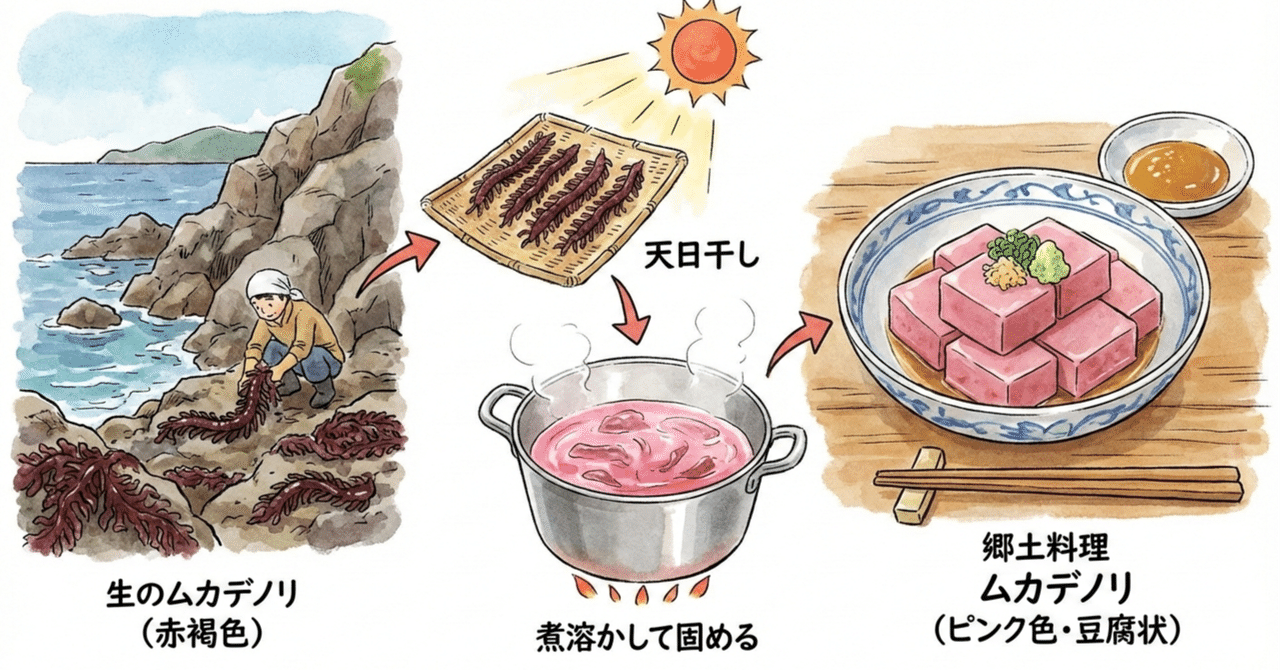 宮崎県沿岸部のムカデノリについて｜K.WATANABE みやざきラボ