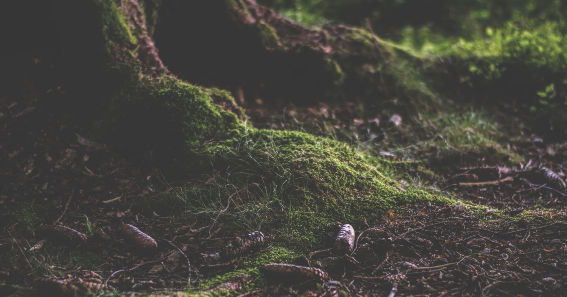 &moss｜note