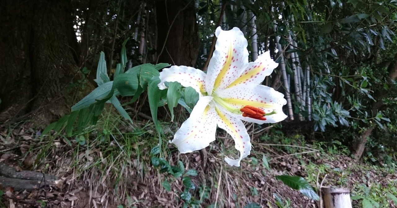 雑草に叱られた｜butomutan