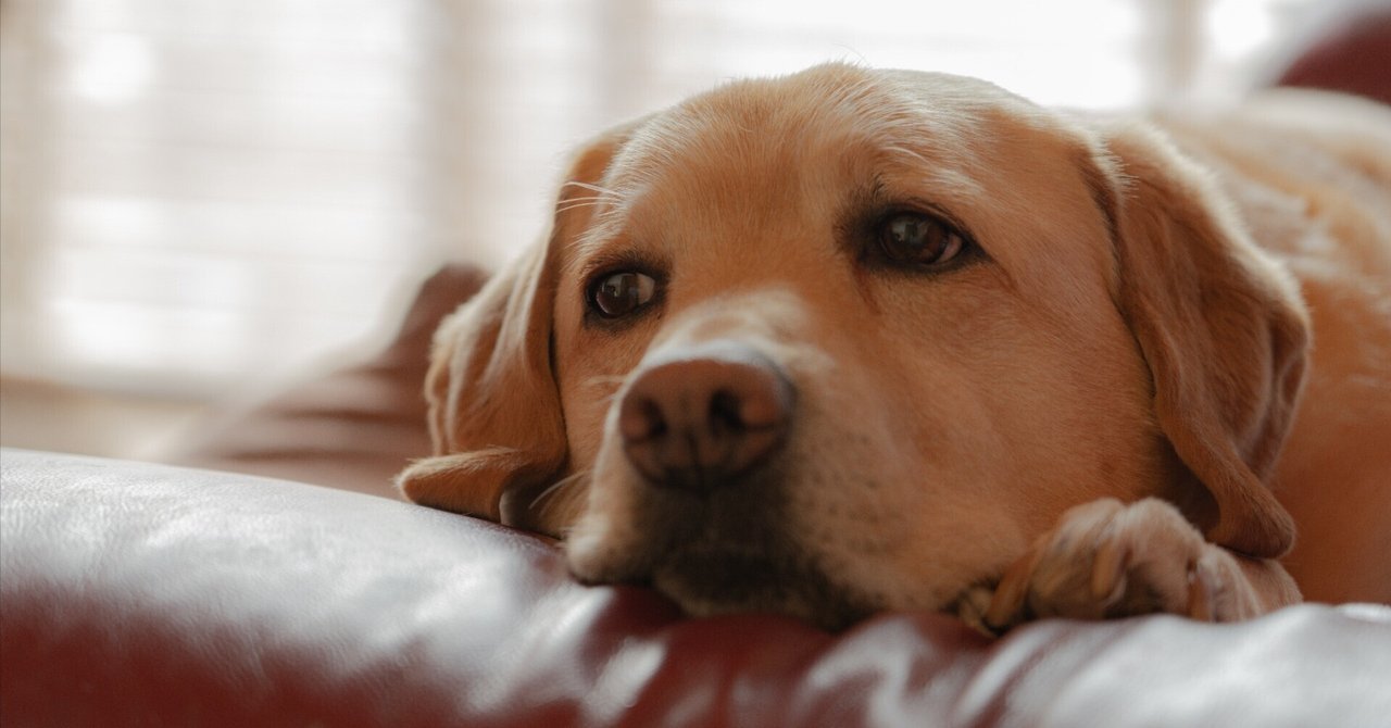 ボケていく、恐怖。｜佐野尚吾 Shogo Sano