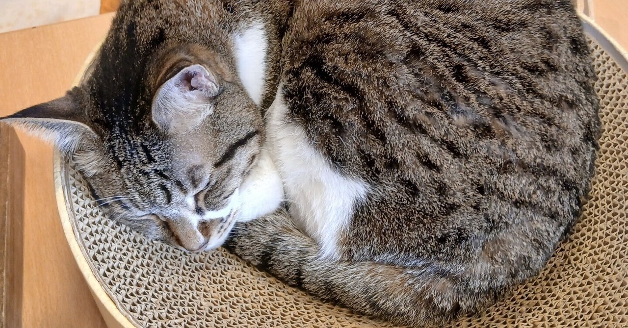 薄毛事故 | ねこのみせにて（2026/01/14）｜三澤直己 | Trgr