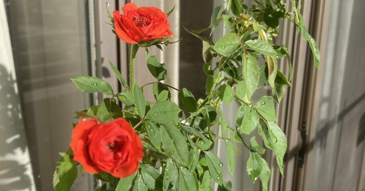 ベランダ農園の、大きな覚悟｜ホソピーのイタリア郷土料理🍴