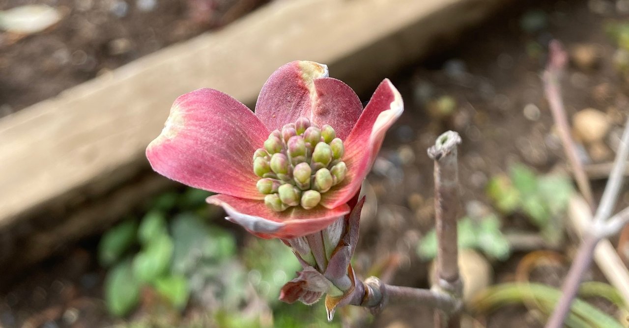 生きて死ぬまで｜emi｜note