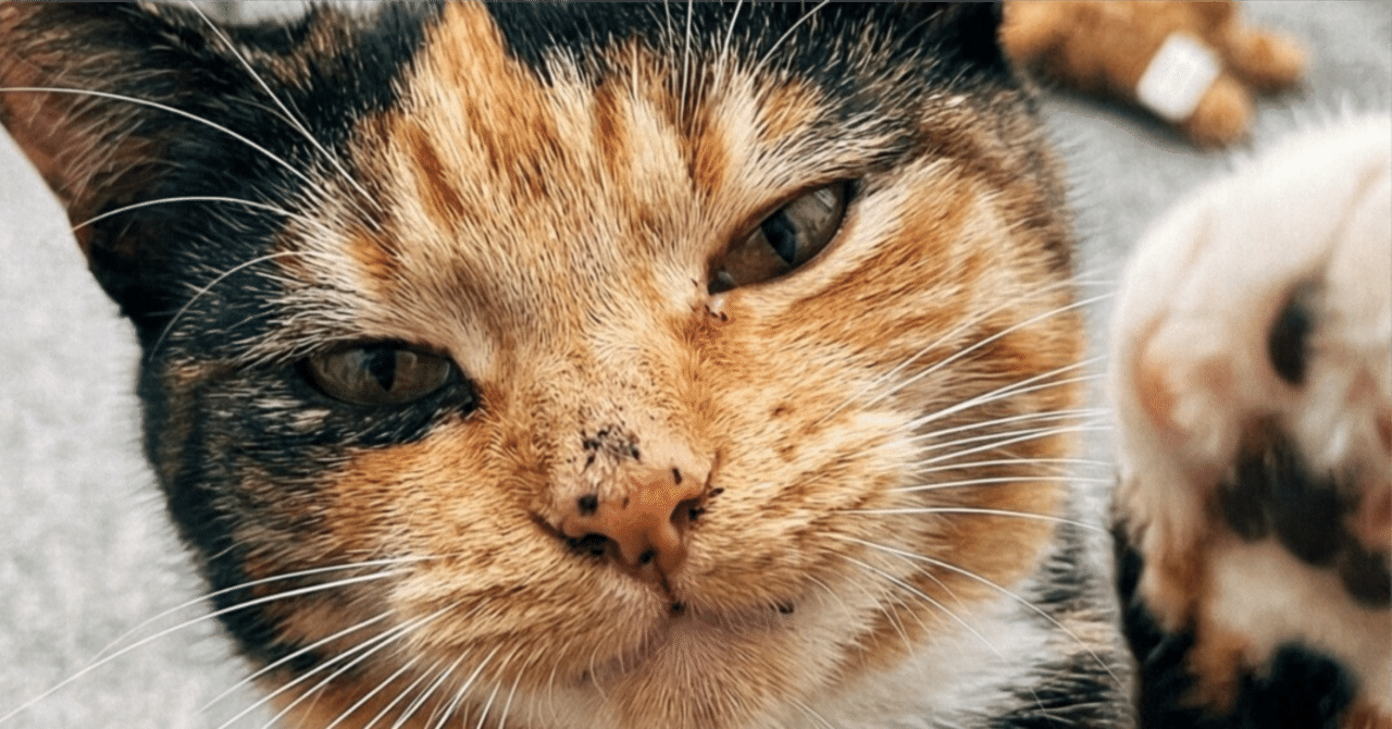 お久しぶりです｜瀬名秋人