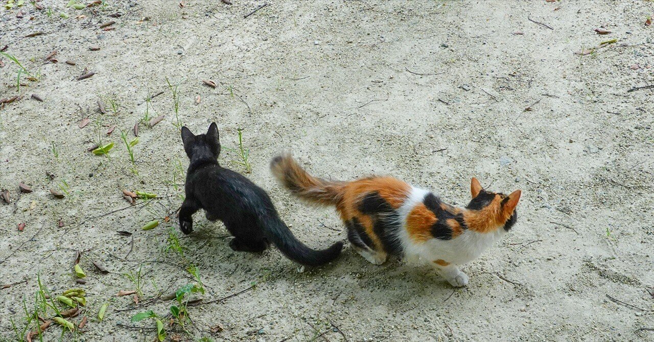 ハナとタロの物語 / 街ネコ編（16） Ⓜ｜Dick Sugi