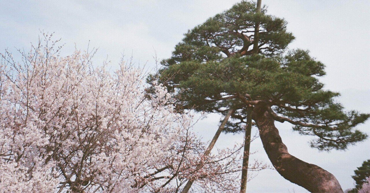 自己紹介𓈒𓏸︎︎︎︎｜桜