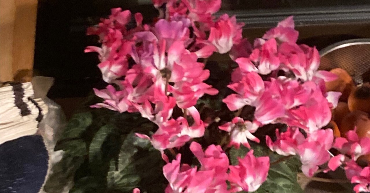 斑入りシクラメン、 南河内郡太子町｜Yukihiko Yamada