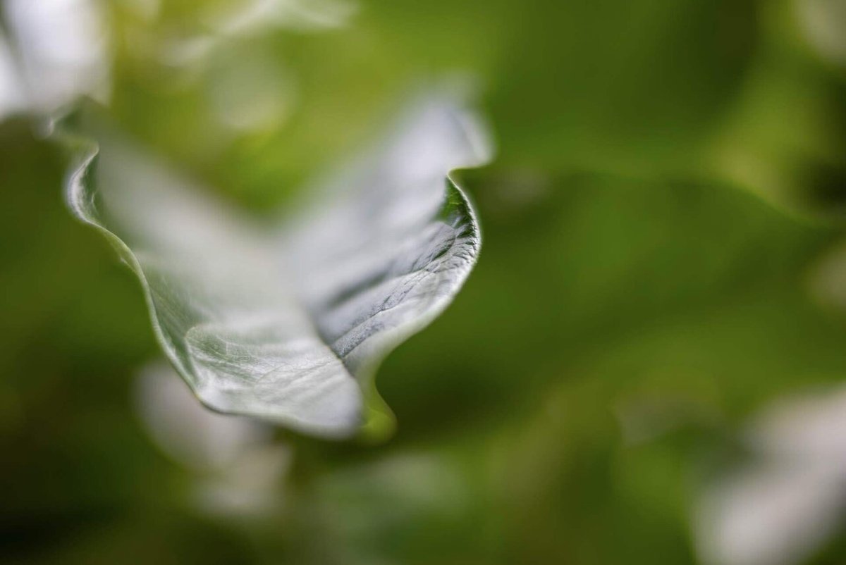 尊い朝。｜Shinichi Sendagi