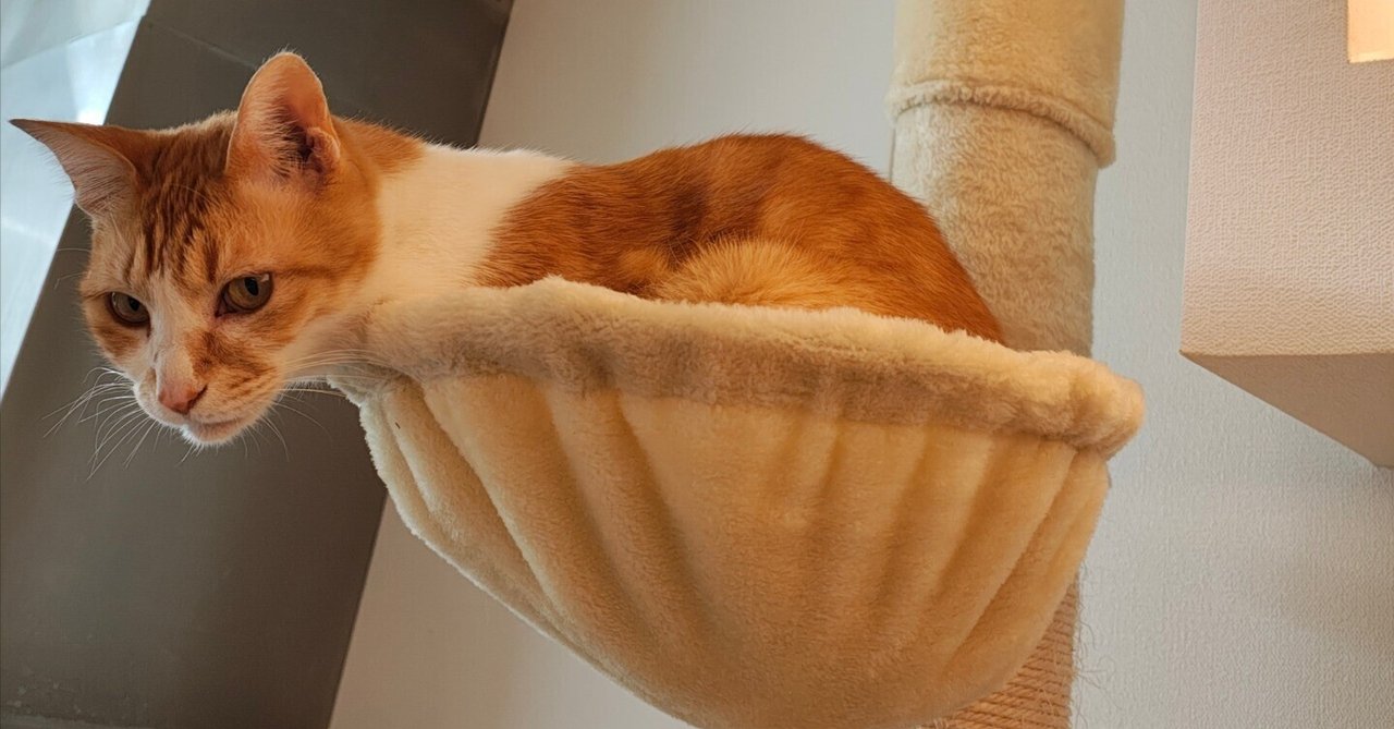 寒い時期の肩凝りどうしてる ｜ichi_coco