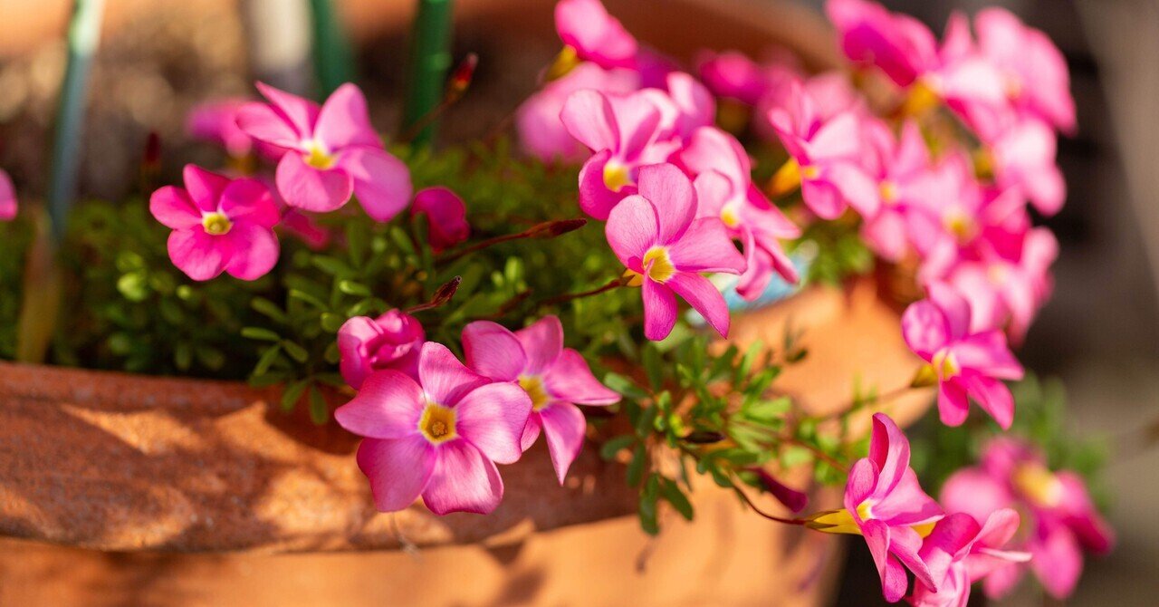 カタバミ｜くろねこ