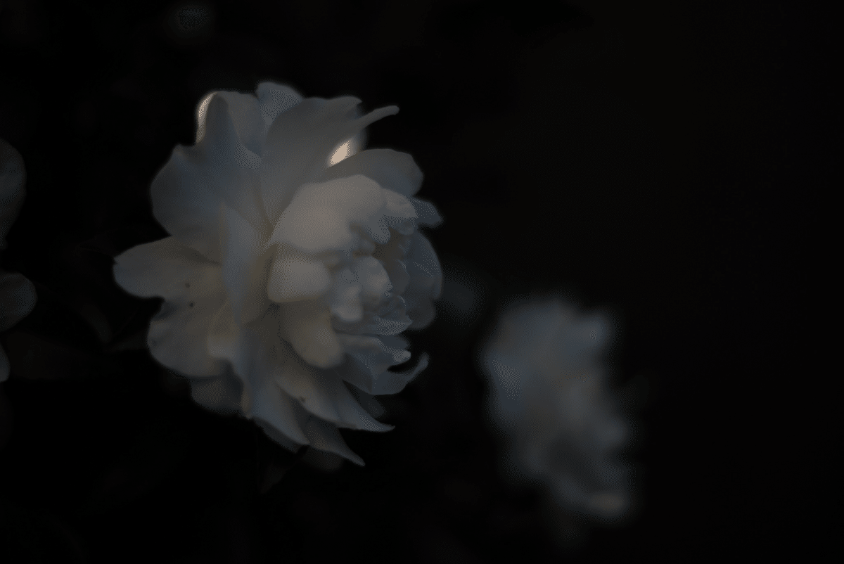 薄らと雪化粧。｜Shinichi Sendagi