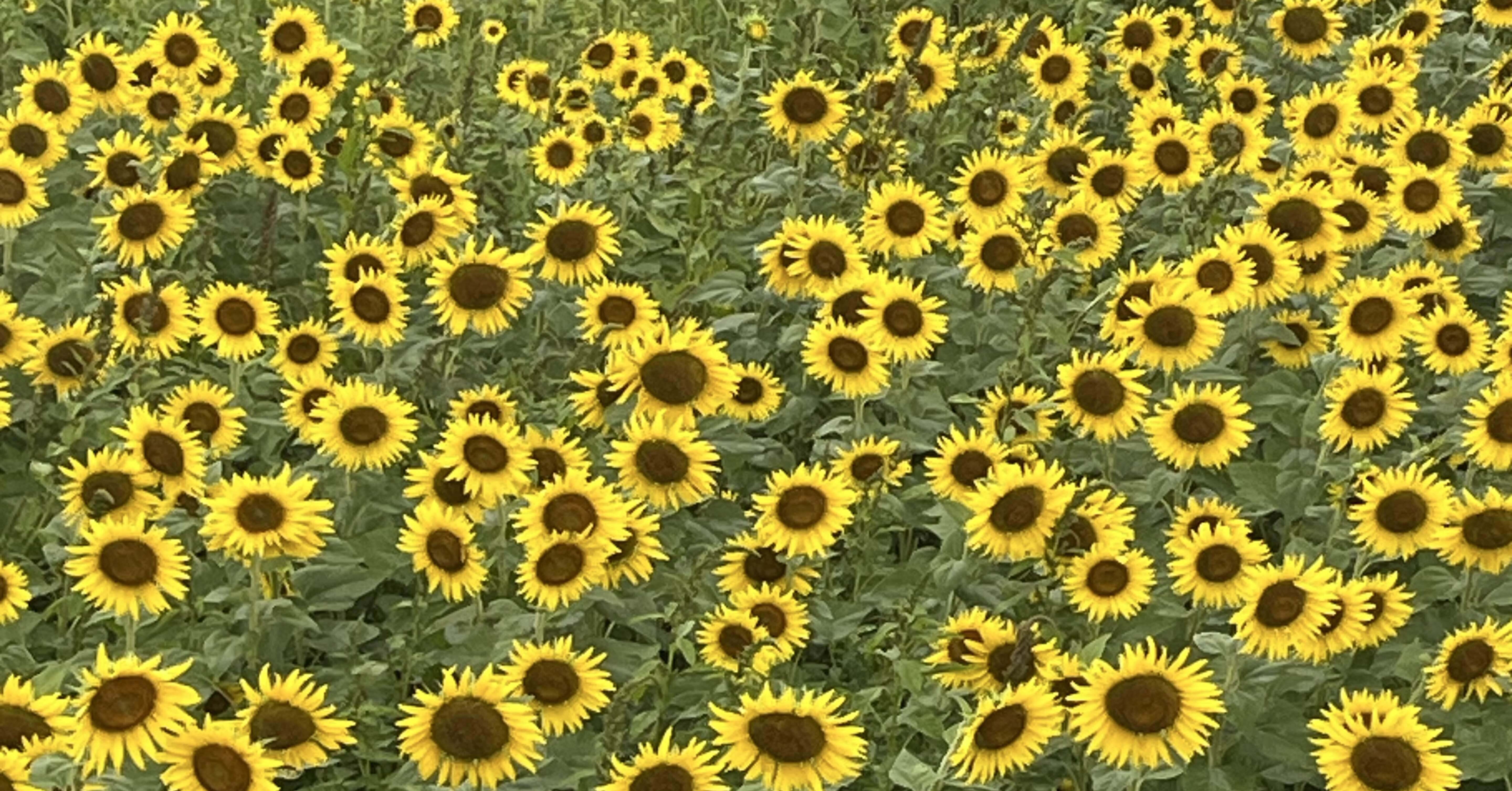 音色｜ひまわり｜note