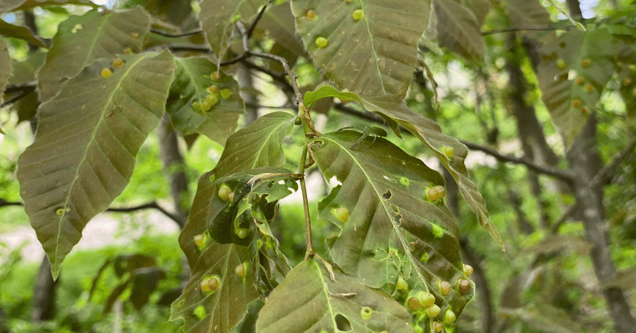学力が正義ではない｜Masatoshi Oka | 柿川亭