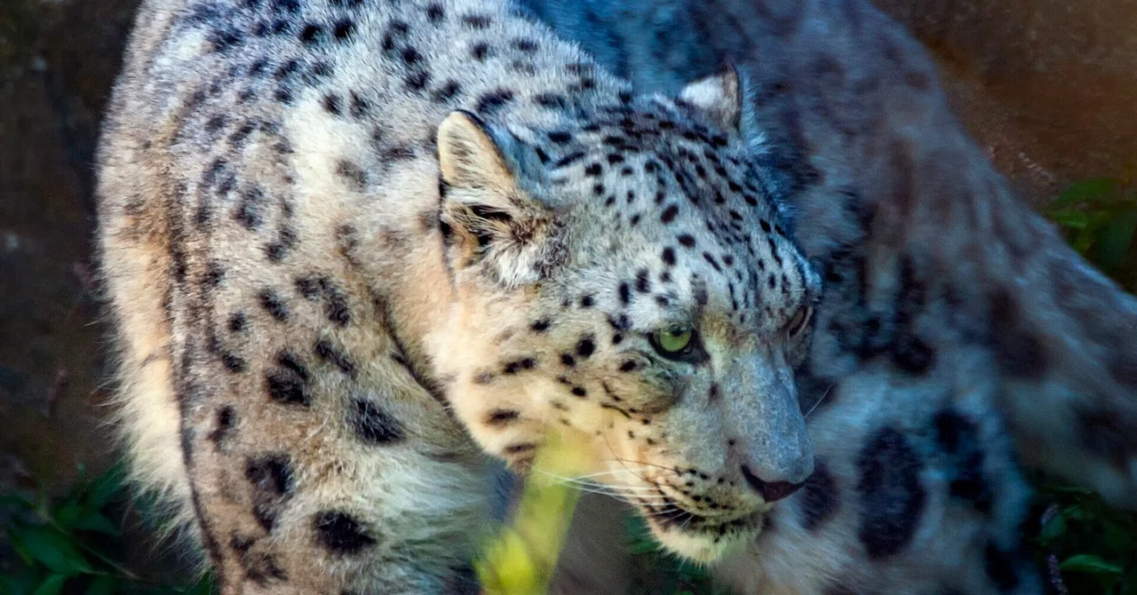 ユキヒョウを密猟や違法取引から守る Protecting Snow Leopards from Poaching and Illegal ...
