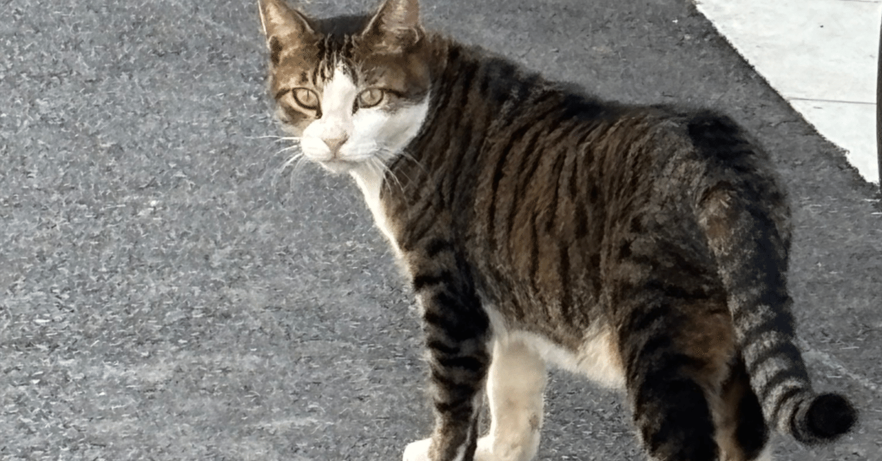 TOSSY ではじめる銀とトルコリラ円観察日記 1 月 24 日｜正則化項つきで最小化された政府