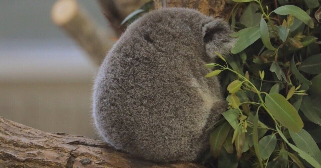 不屈の腹痛｜はなえみ🌺（キャリアコンサルタント＋産業カウンセラー＋元人事）×ジェモロジスト💎