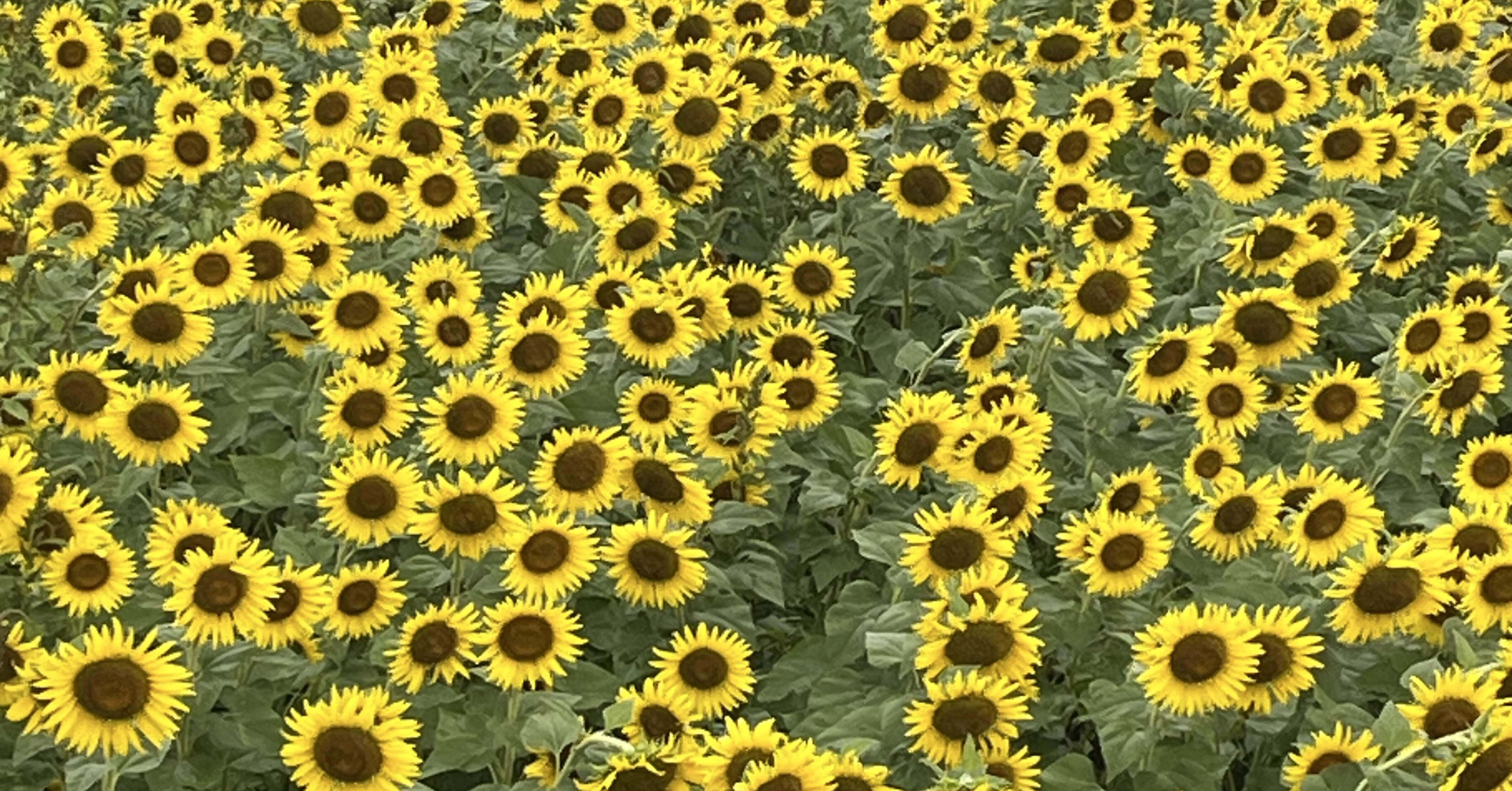 つながる - 出会｜ひまわり｜note