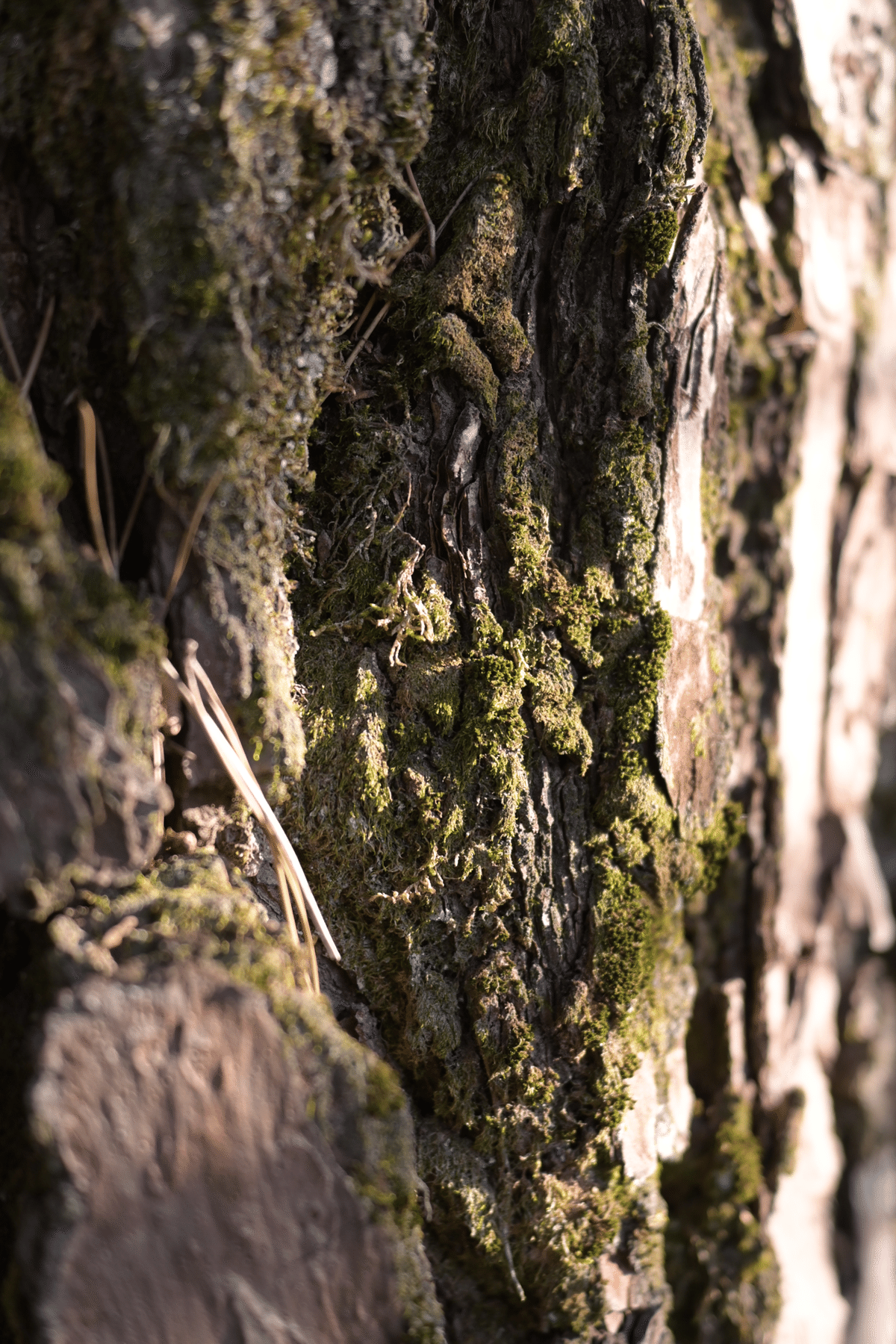 樹皮マスターになりたい。｜ふみ
