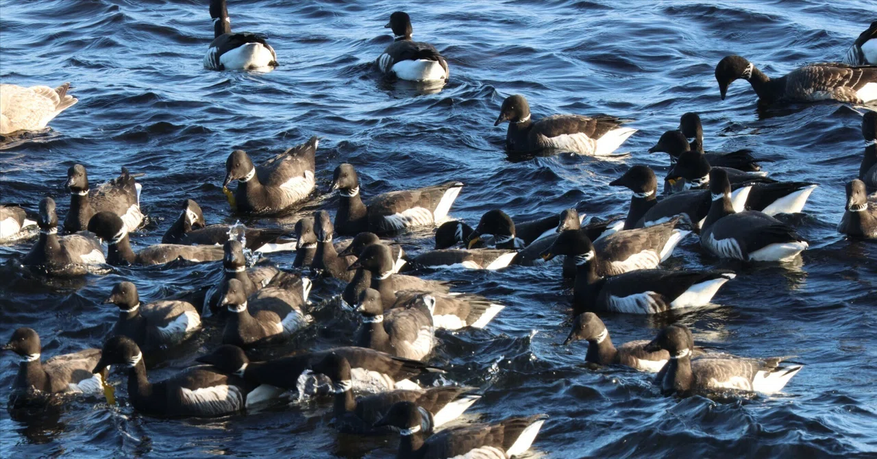 冬の北海道で野鳥の写真撮影｜kimiro