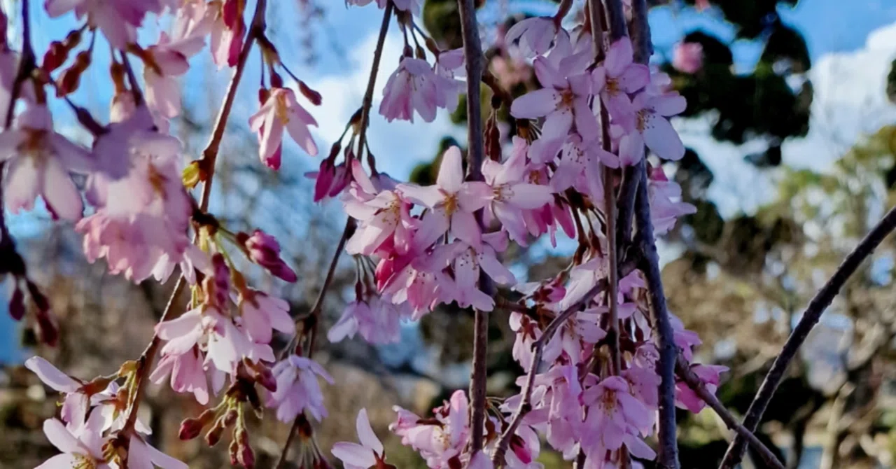 Episode 3.5: The Cultural DNA of “Japanese Gaman”｜桜井妙（TaeSakurai）