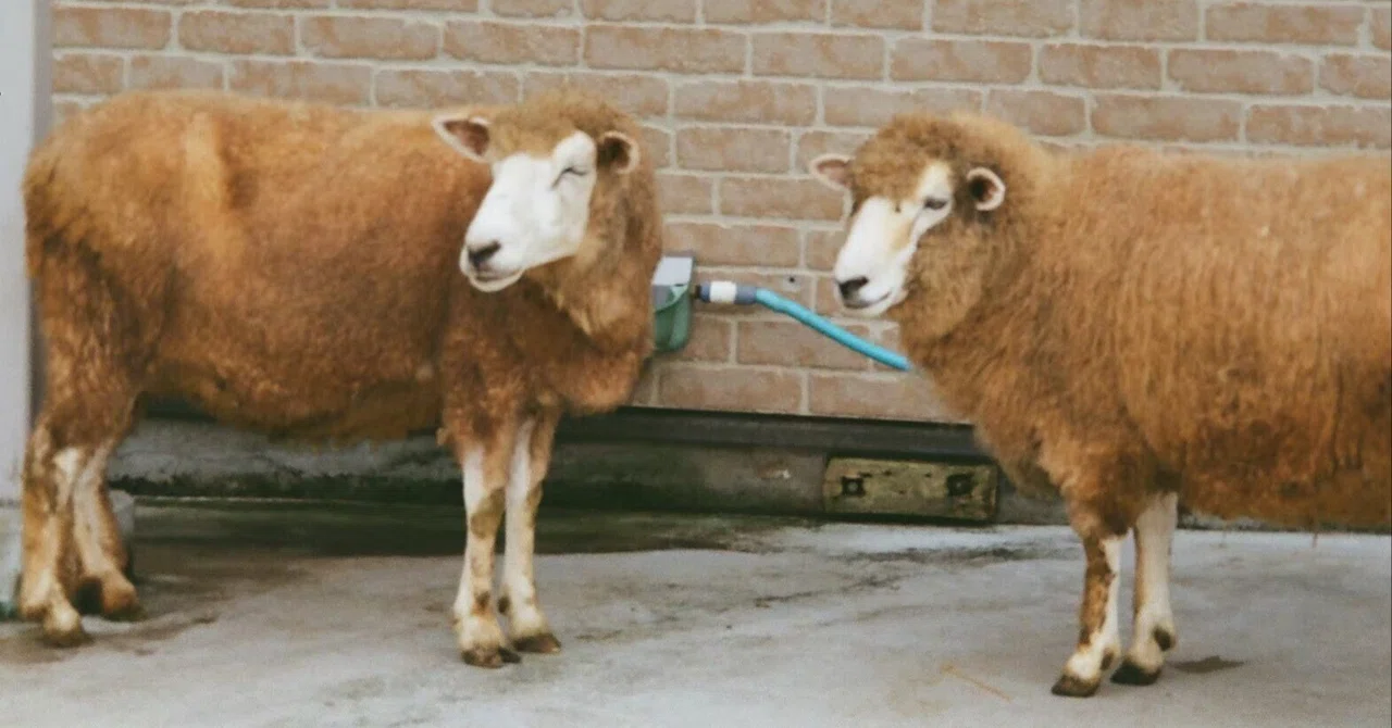 詩｜whale - grey sheep romance｜grey sheep romance