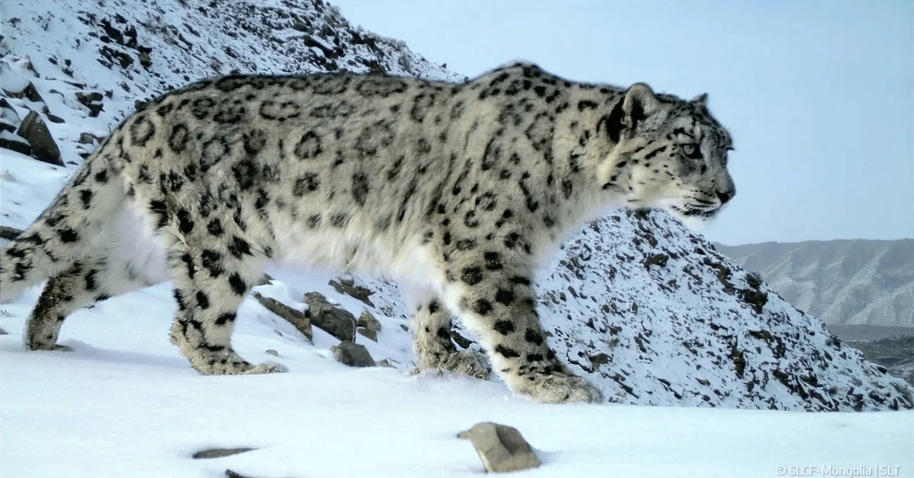 聖なるユキヒョウ The Sacred Snow Leopard｜Toshii Miyabara